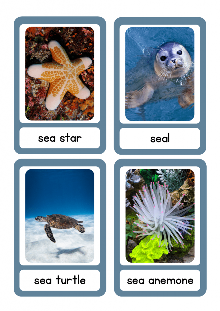 Sea Animals Flashcards for Kids – ESL & Preschool Learning (Ages 3–7 ...